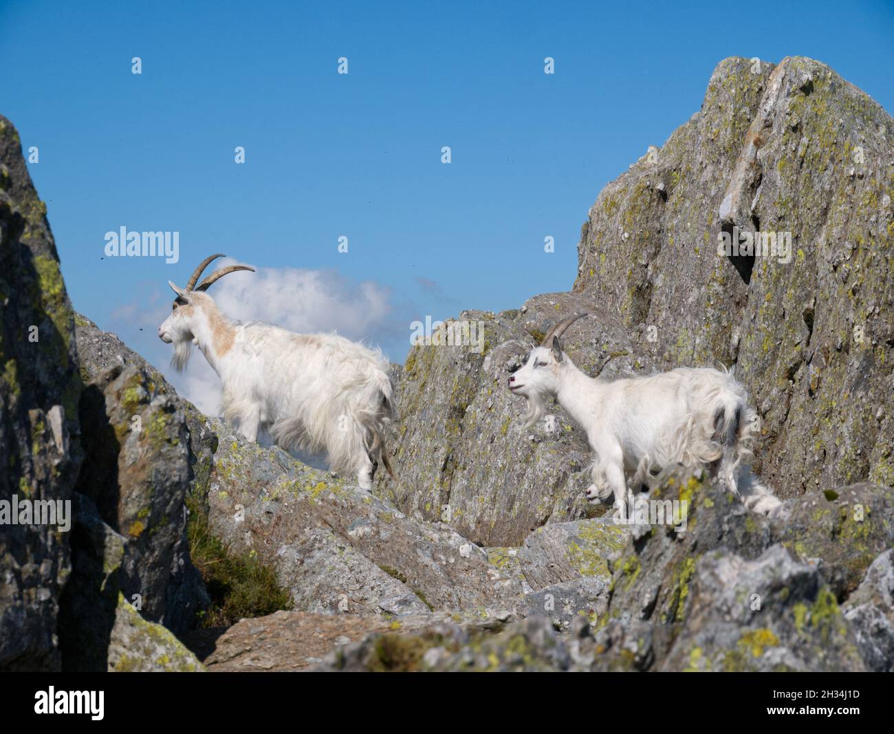 Feral mountain goats on the rocky summit of Glyder Fach, Snowdonia ...