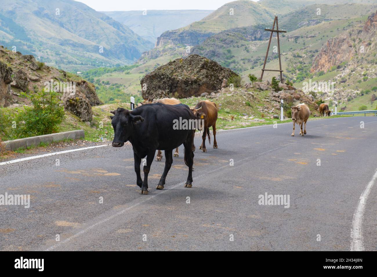 Adult cows hi-res stock photography and images - Alamy
