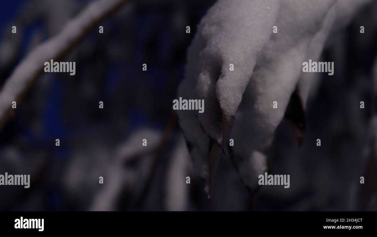 Snow covered leaves hi-res stock photography and images - Alamy