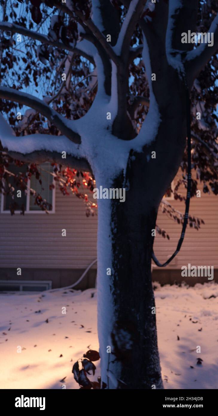 Tree With Snow on It Stock Photo - Alamy