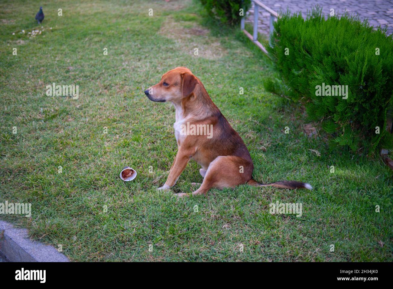 bright red dog sitting sad on the lawn Stock Photo - Alamy