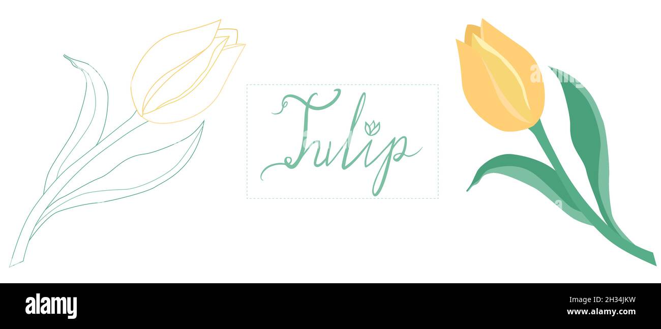 Vector illustration of a tulip with an inscription. Tulip illustration ...