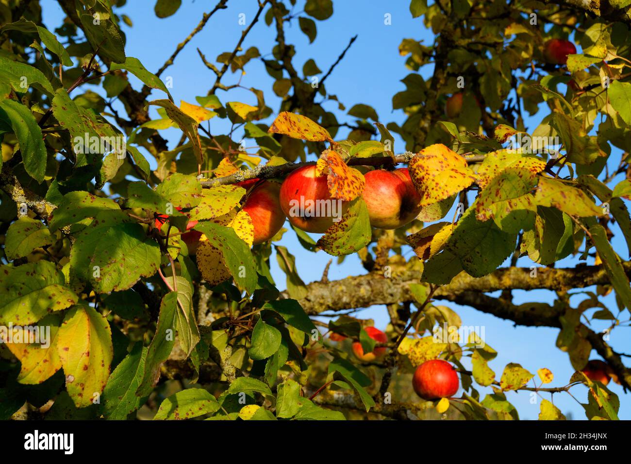 October scenery hi-res stock photography and images - Alamy