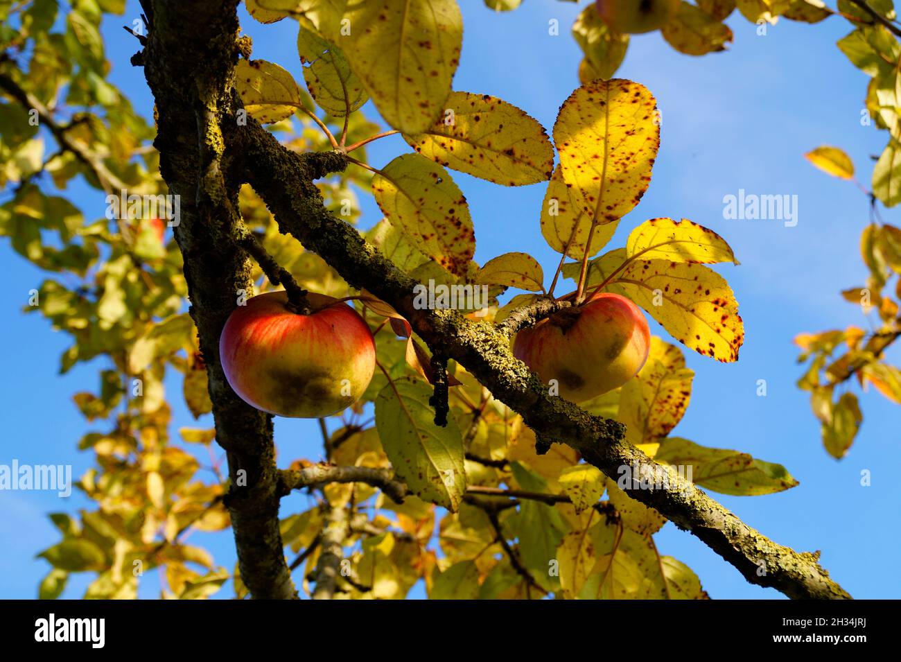 October scenery hi-res stock photography and images - Alamy