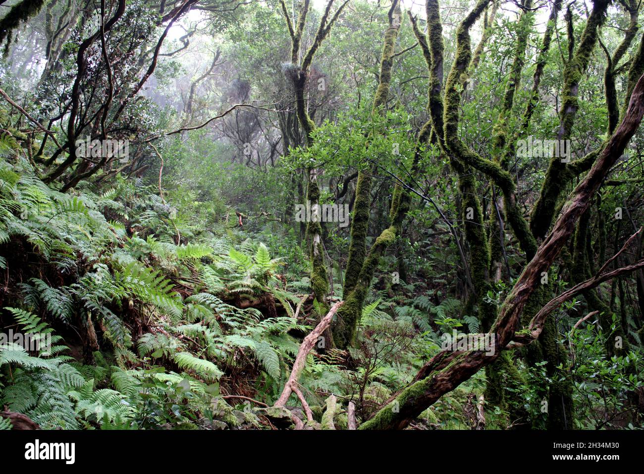 Ecosistema laurisilva hi-res stock photography and images - Alamy