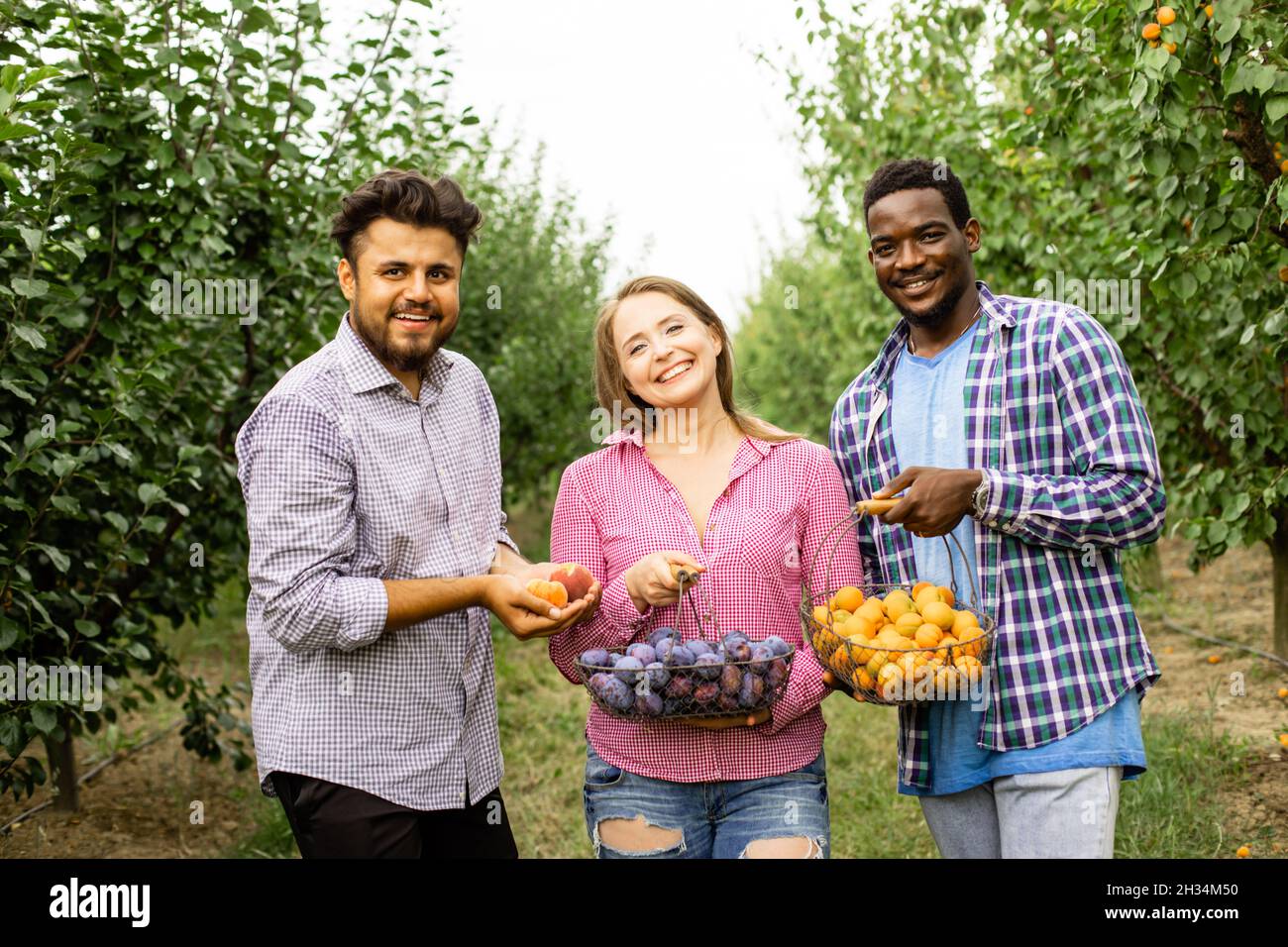 Co-workers at the fruit farm after picking harvest Stock Photo - Alamy