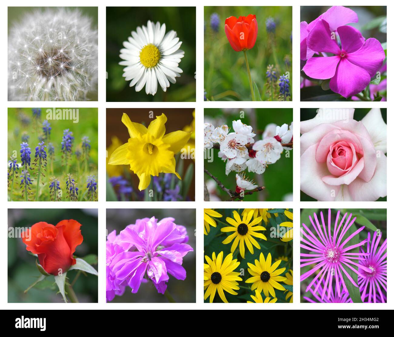 Various photos of many common flowers from the garden Stock Photo - Alamy