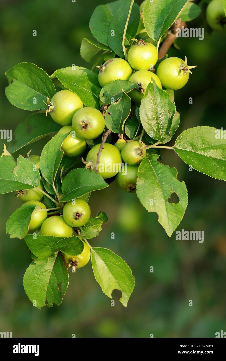 Green forest apples from Serbia on a branch, on a blurry background ...