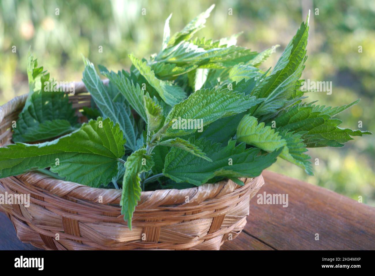 Freshly picked nettles in a wicker basket Stock Photo - Alamy