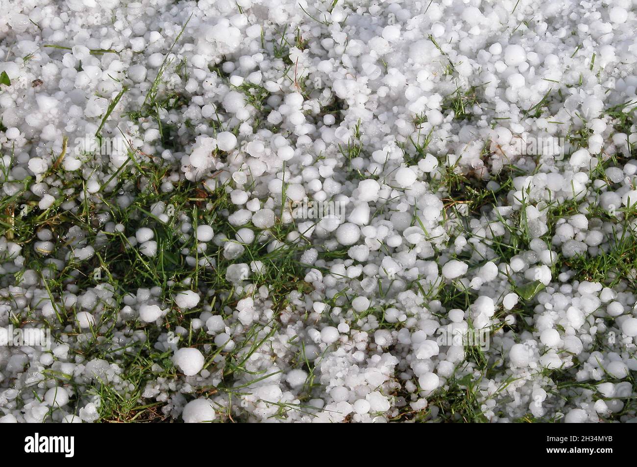 Hail in a garden after disastrous hailstorm Stock Photo - Alamy