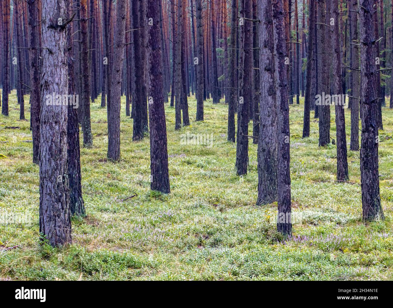 Woodland conifer ecosystem hi-res stock photography and images - Alamy