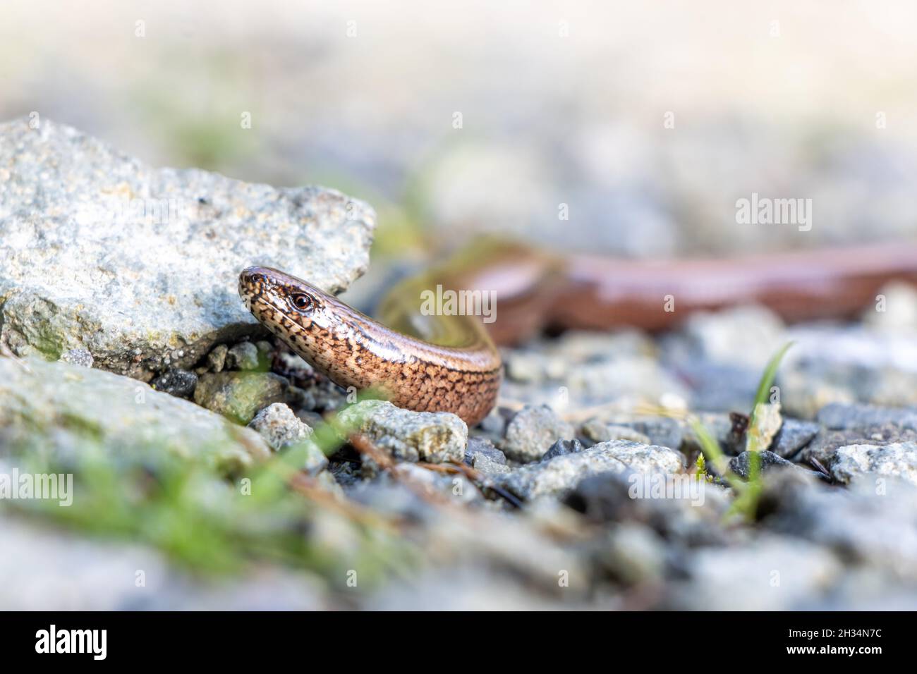 Snake (Anguis fragilis) crawling on a stone path in the forest, close ...