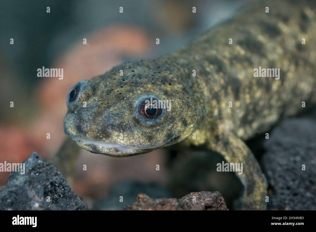 Closeup on an aquatic juvenile Spanish ribbed newt, Pleurodeles waltl ...