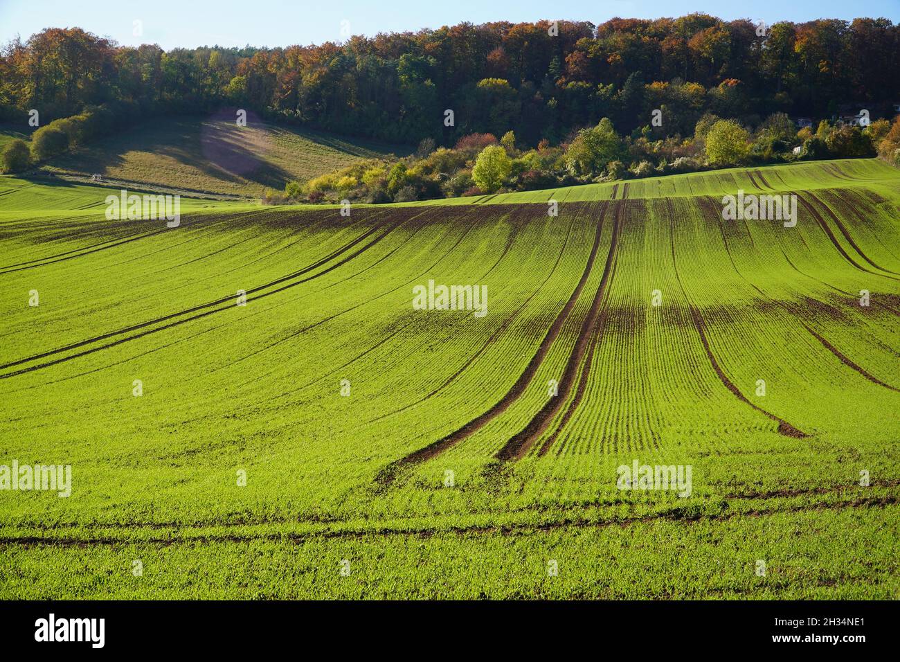 Autumn landscape with young seedling cereal crops, recently germinated ...