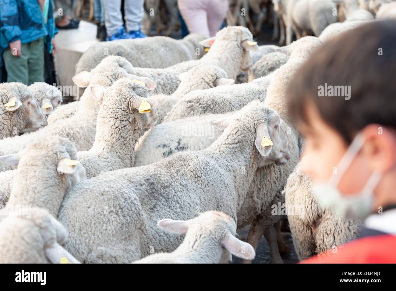 Madrid, Spain; October 24, 2021: Group of sheep walking through the ...
