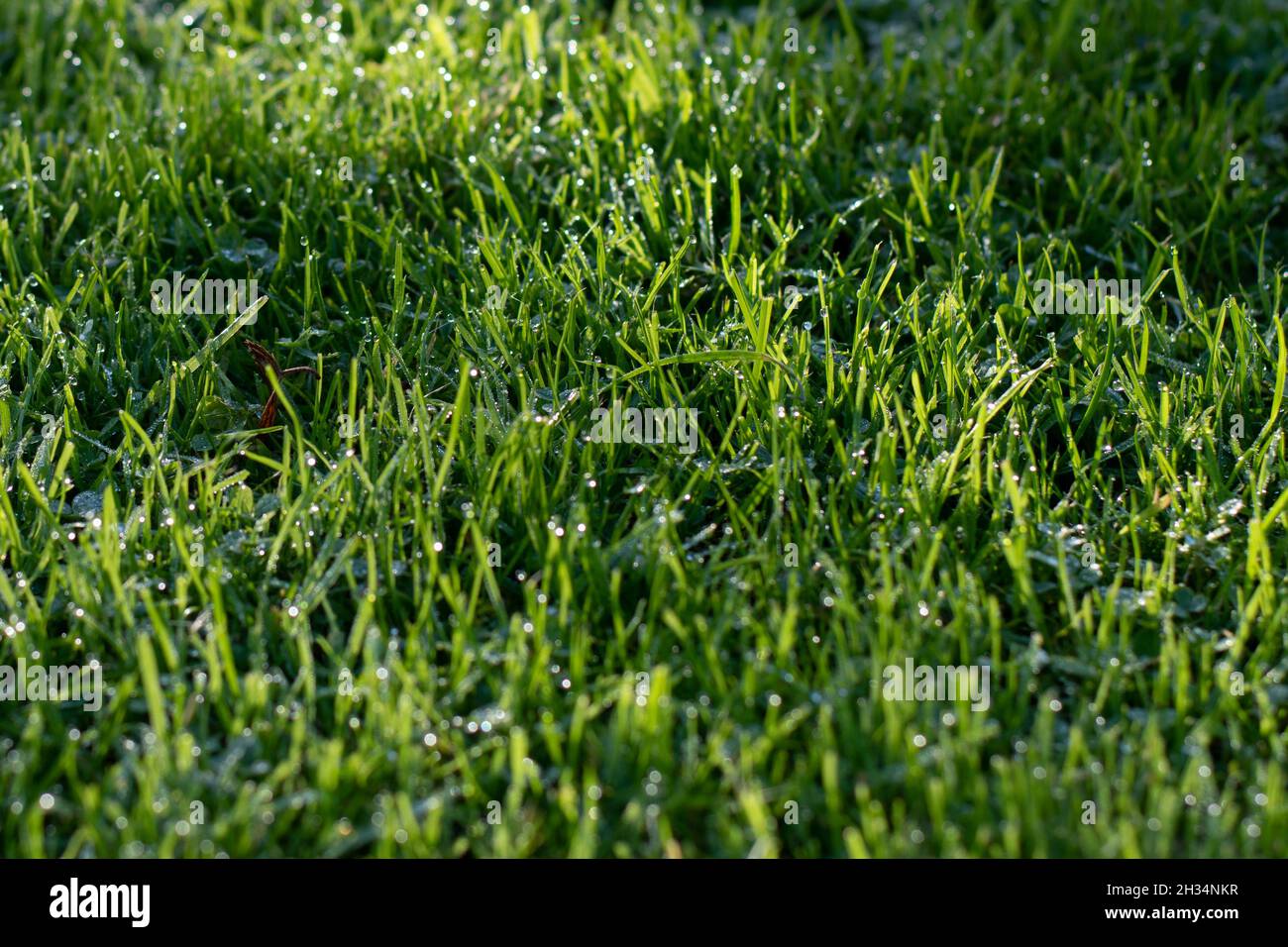 Green grass texture nature dew calm greenery lawn drops of water Stock ...