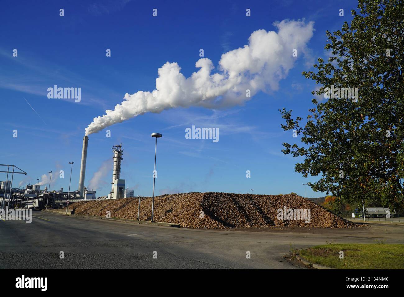 Harvested sugar beets (Beta vulgaris) on large pile. In background the ...