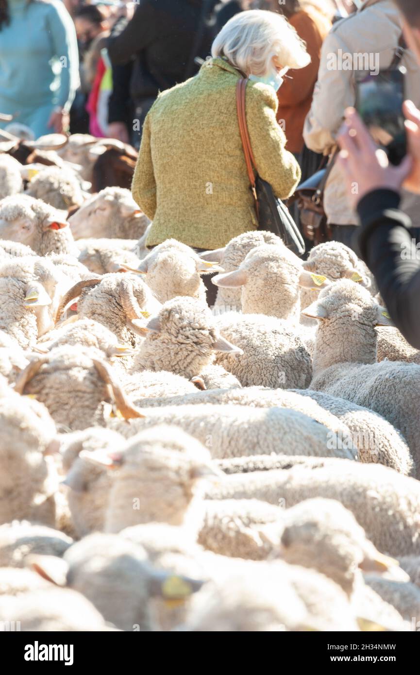 Sheep abattoir hi-res stock photography and images - Alamy
