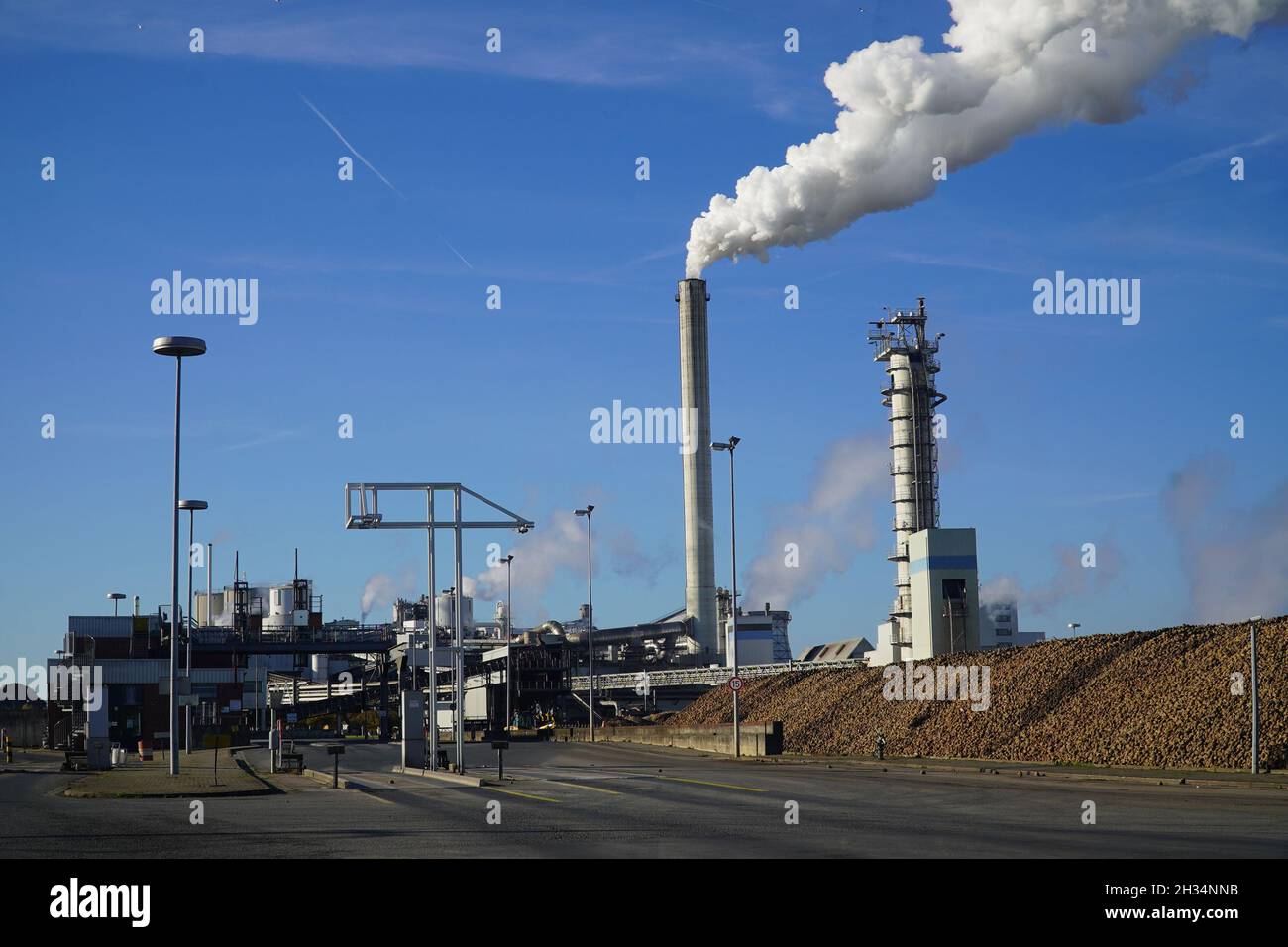 Harvested sugar beets (Beta vulgaris) on large pile. In background the ...