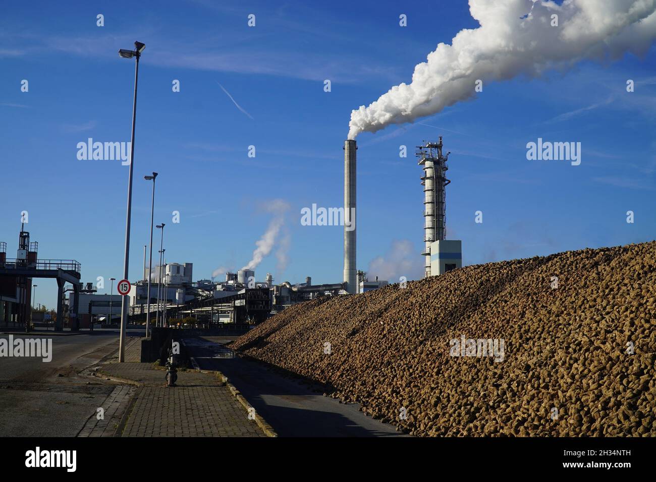Harvested sugar beets (Beta vulgaris) on large pile. In background the ...