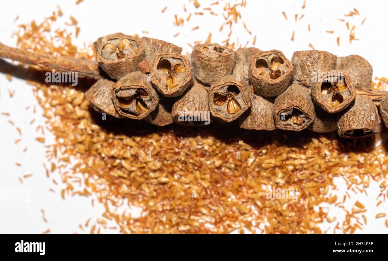 Close-up shot of Bottle brush (Callistemon) pod and seeds on white ...