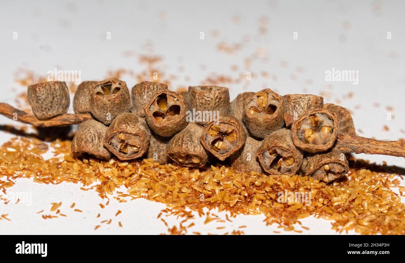 Close-up shot of Bottlebrush (Callistemon) pod and seeds on white ...