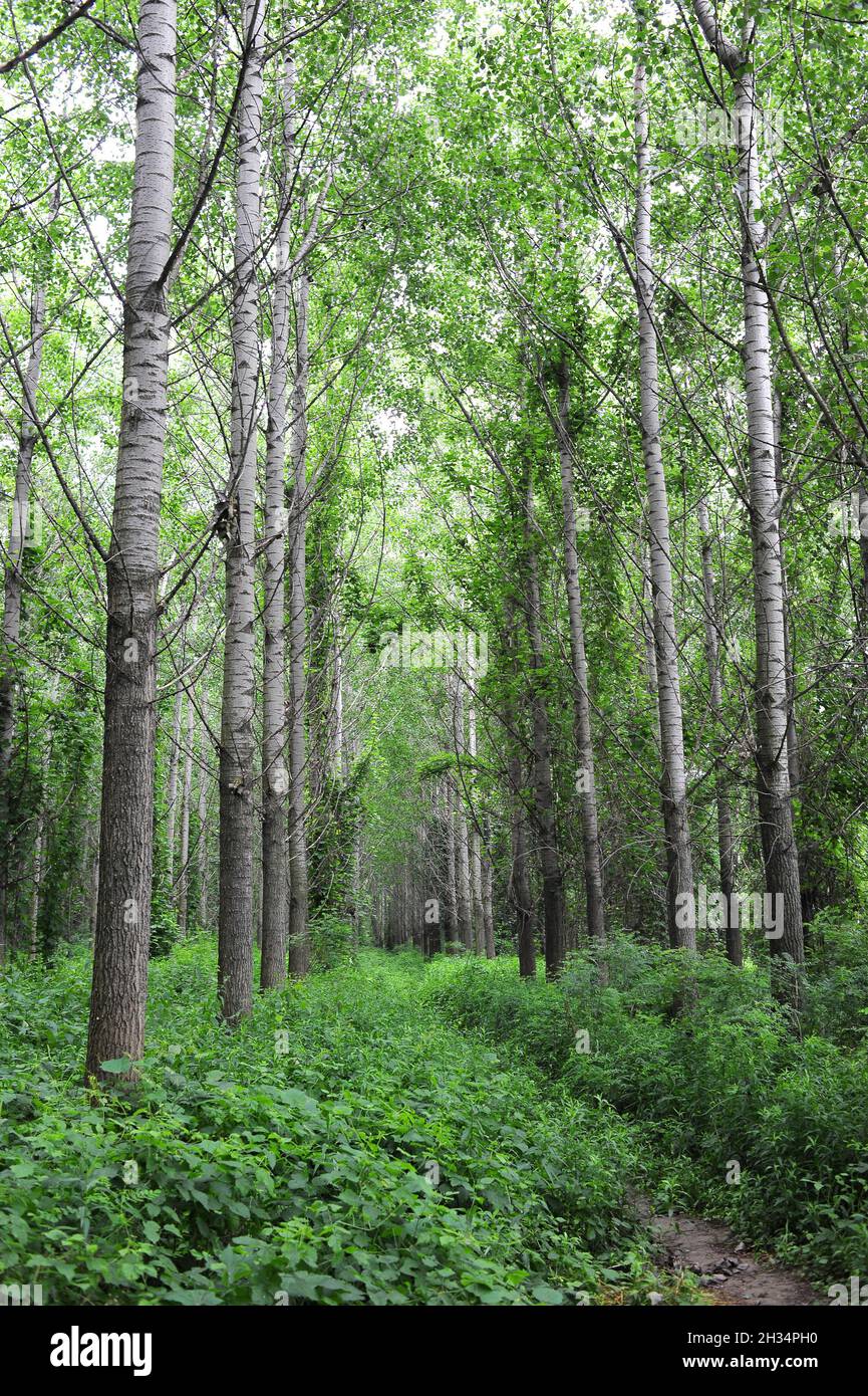 Huge old poplar tree hi-res stock photography and images - Alamy