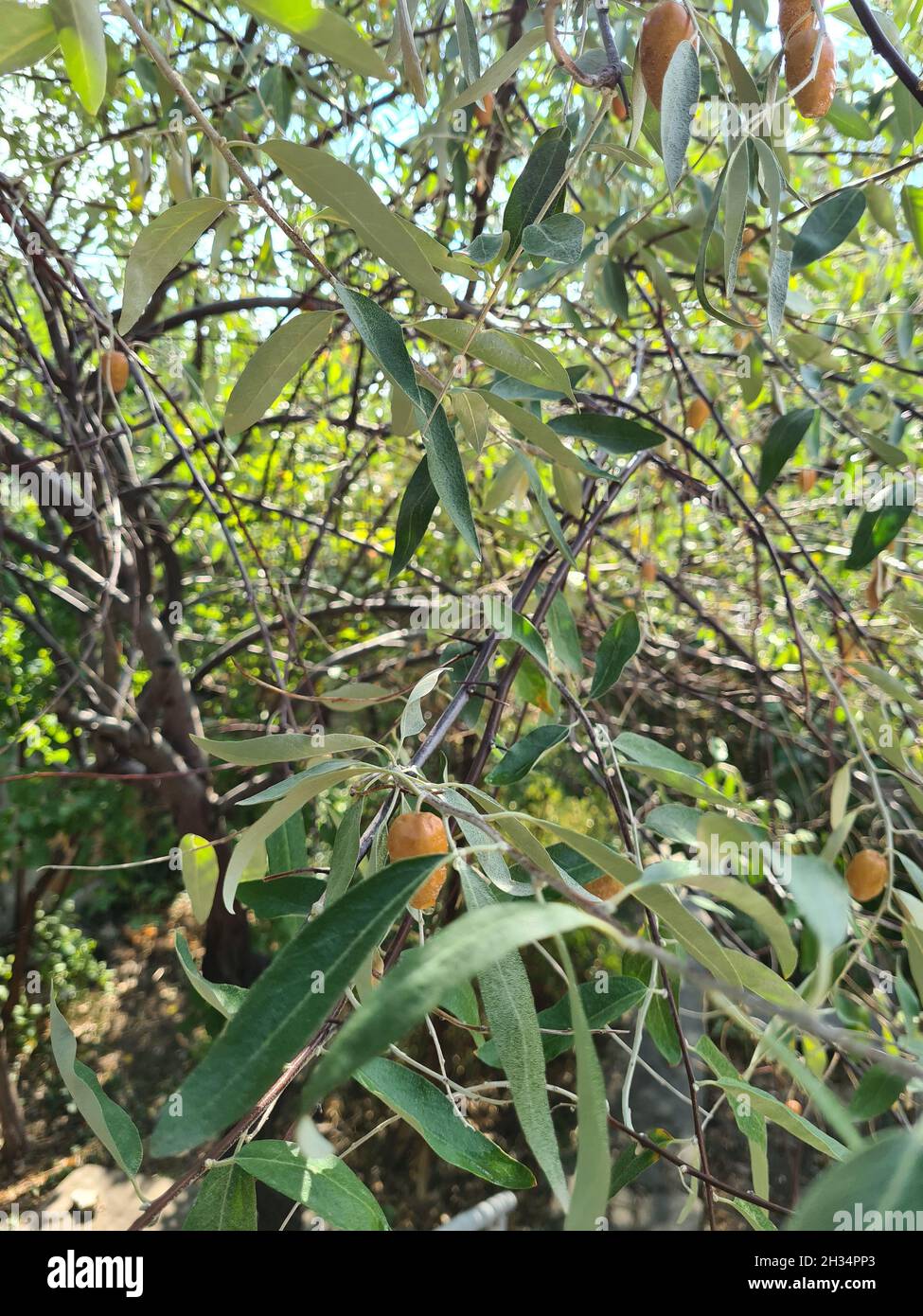 Shot of branches of a tree with fruits Stock Photo - Alamy