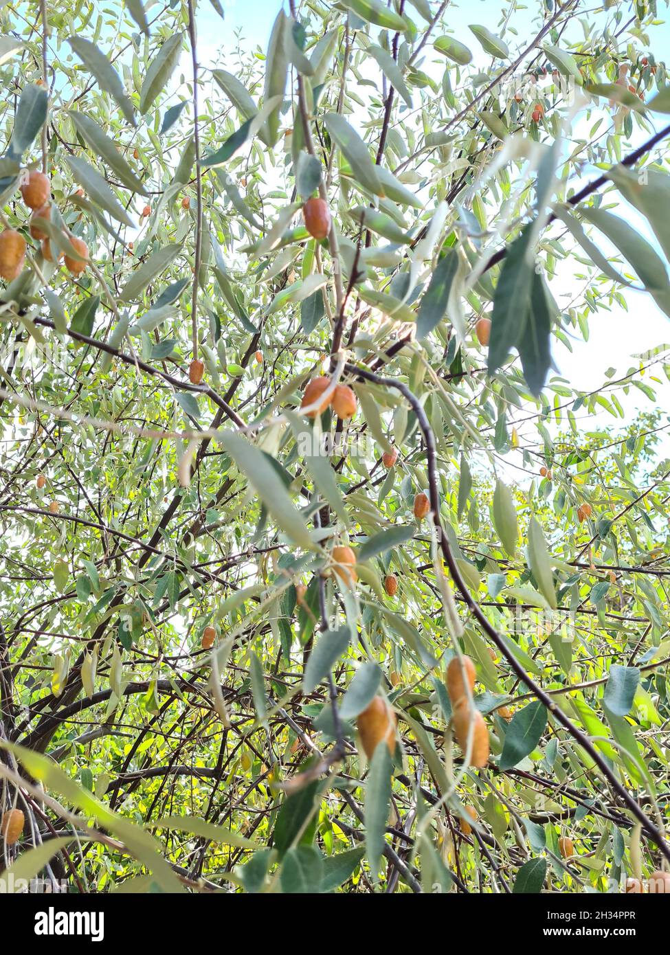 Shot of branches of a tree with fruits Stock Photo - Alamy