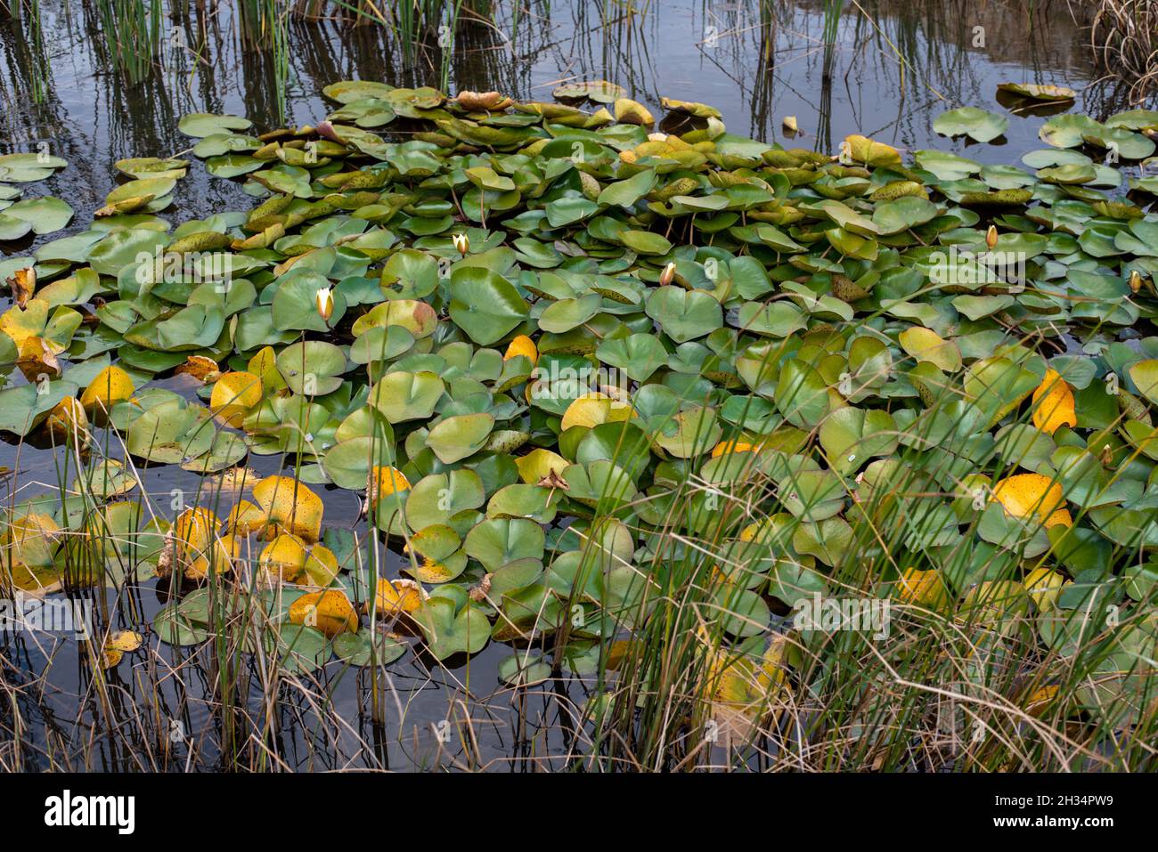 Marshweed hi-res stock photography and images - Alamy