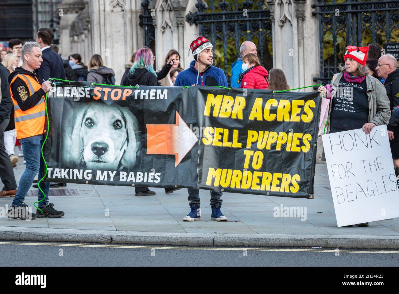 Dogs animal cruelty testing hi-res stock photography and images - Alamy