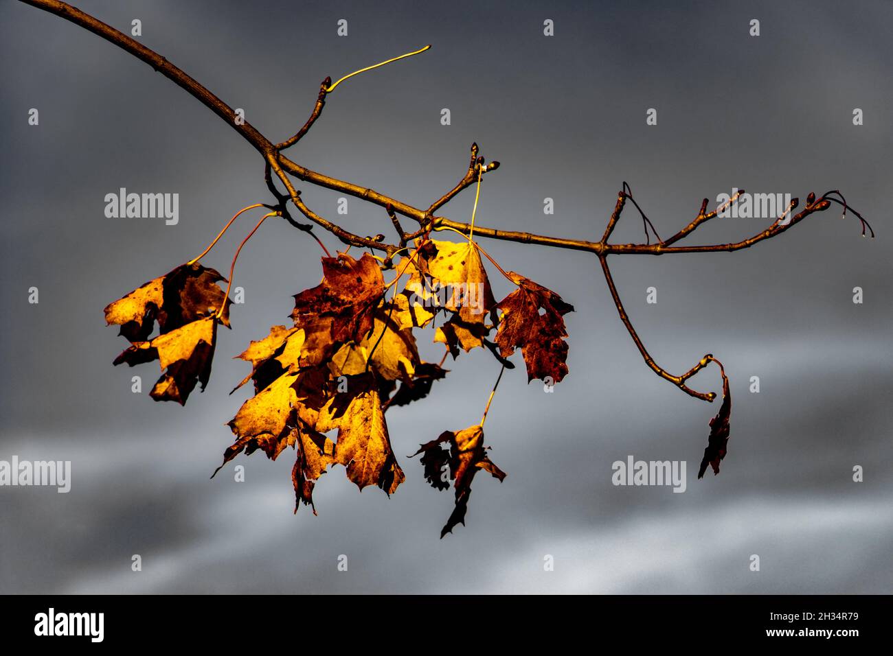 Branch with withered leaf hi-res stock photography and images - Alamy