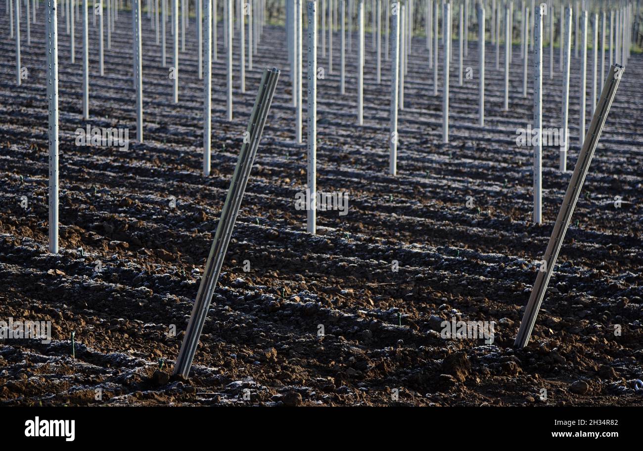 The cultivation of vine fields for the wine production in the wine ...