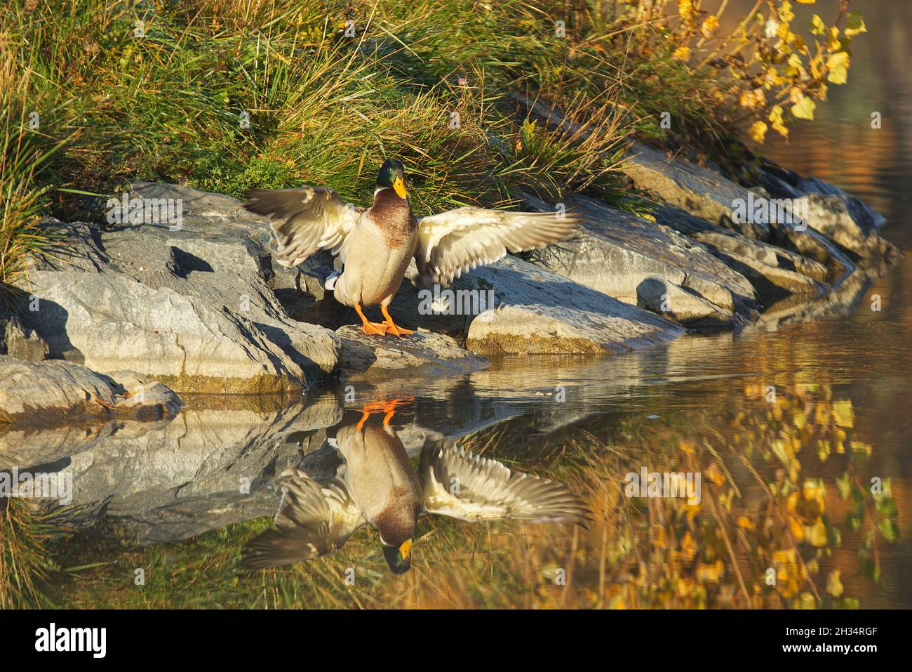 Mallard Duck, portrait of a male wild duck posing on the shore of a ...