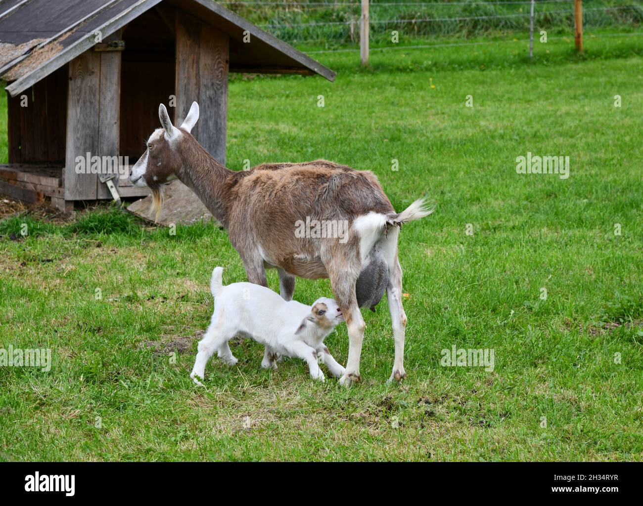 Pet goat hay billy hi-res stock photography and images - Alamy