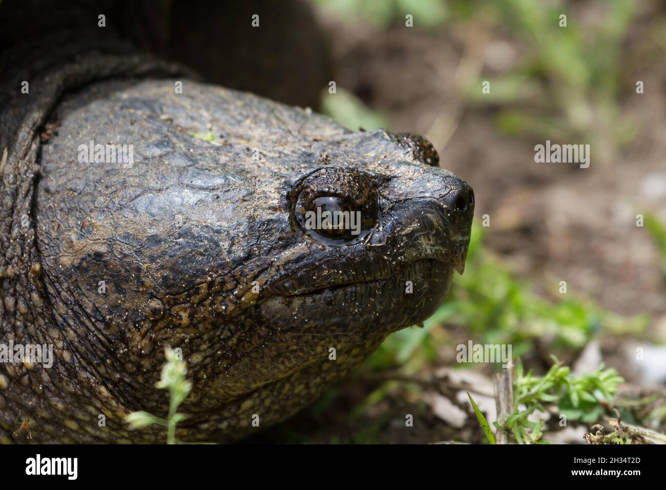 Portrait of a large snapping turtle Stock Photo - Alamy