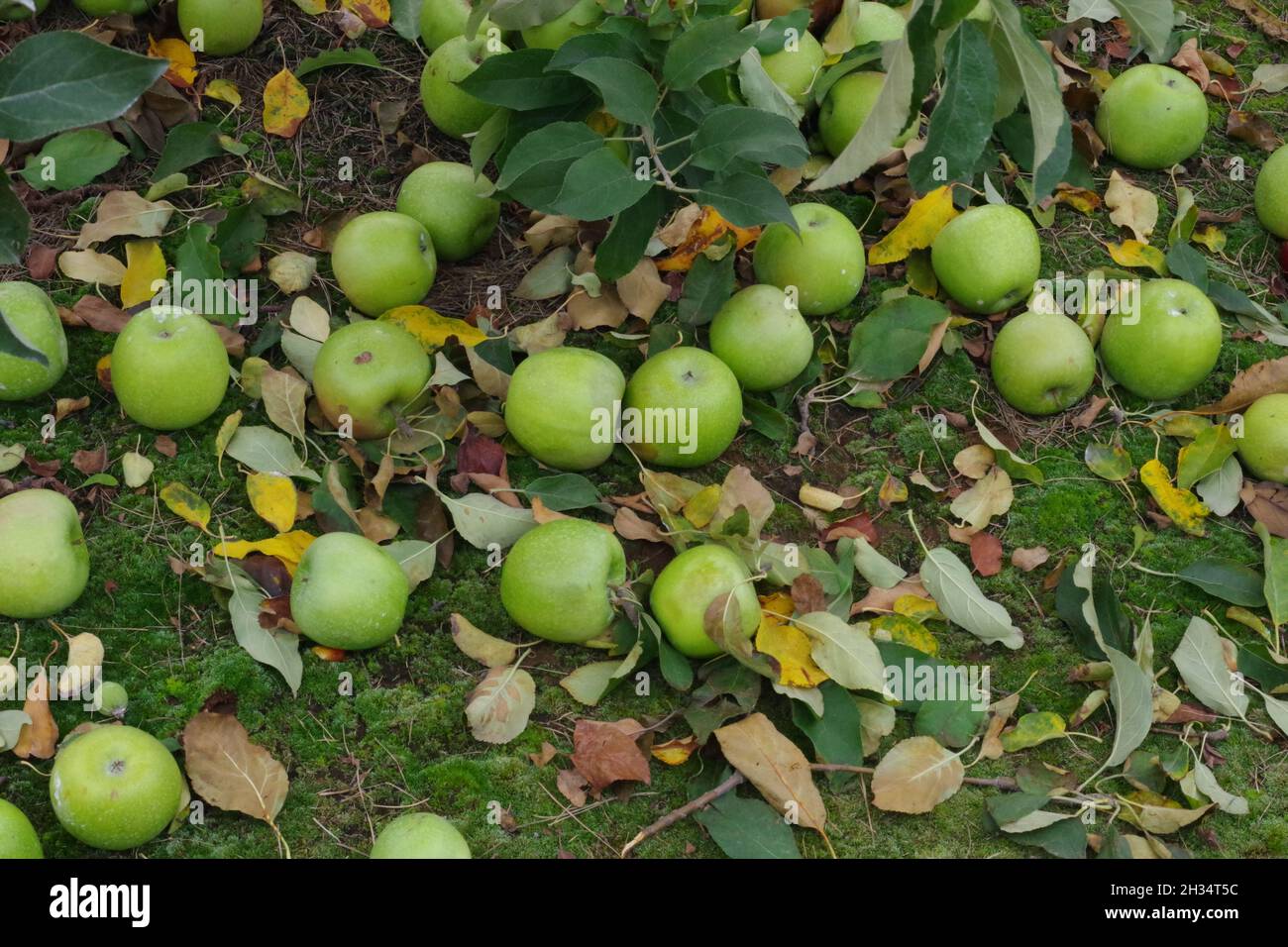 Granny Smith Apples laying on the ground under an apple tree in an ...
