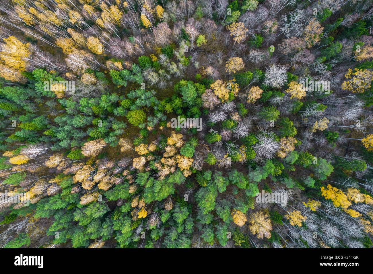 Directly above aerial drone full frame shot of green emerald pine ...
