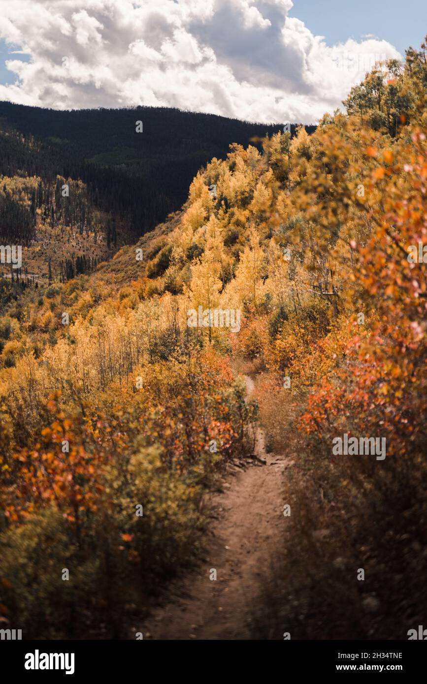 Fall foliage in West Vail, Colorado Stock Photo - Alamy