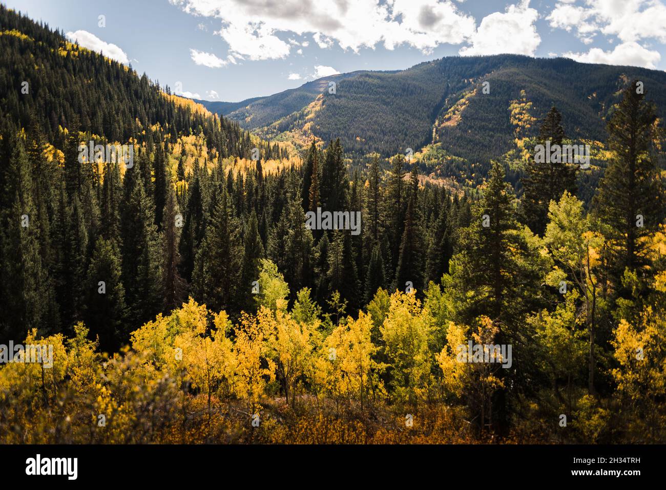 Fall foliage in West Vail, Colorado Stock Photo - Alamy