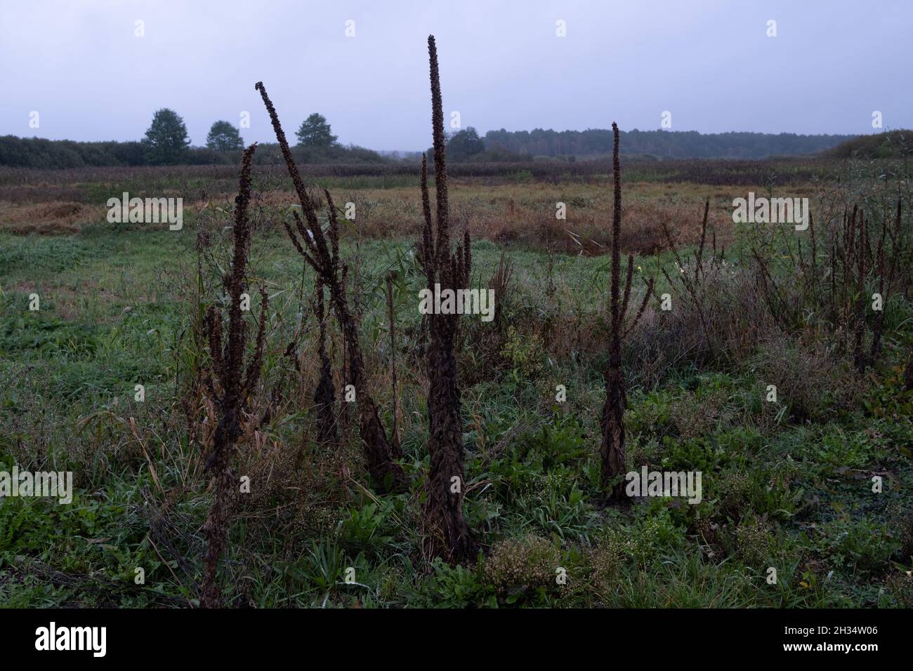 Podlasie, Poland - 20 October 2020: landscape of Polish Podlasie Stock ...