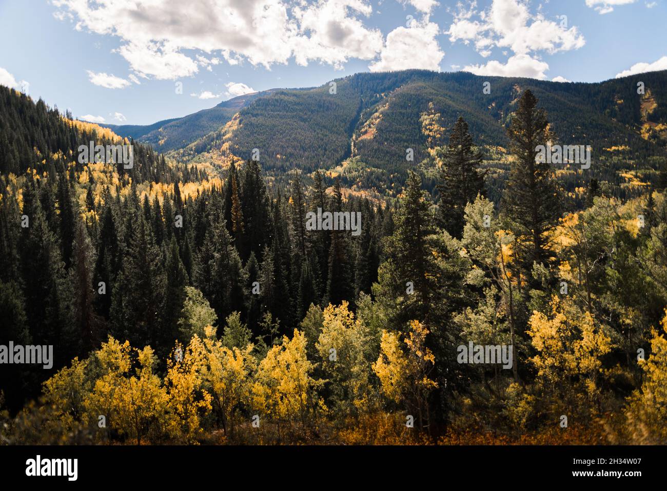 Fall foliage in West Vail, Colorado Stock Photo - Alamy