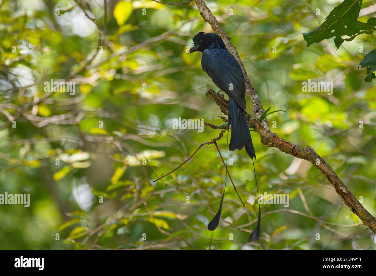 beautiful Drongo Birds Stock Photo - Alamy
