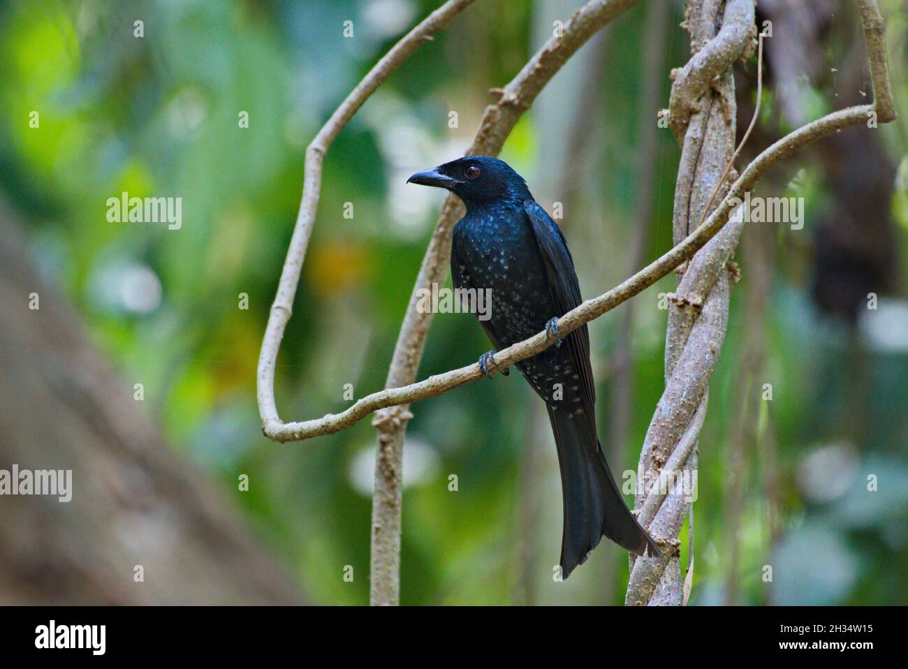 beautiful Drongo Birds Stock Photo - Alamy