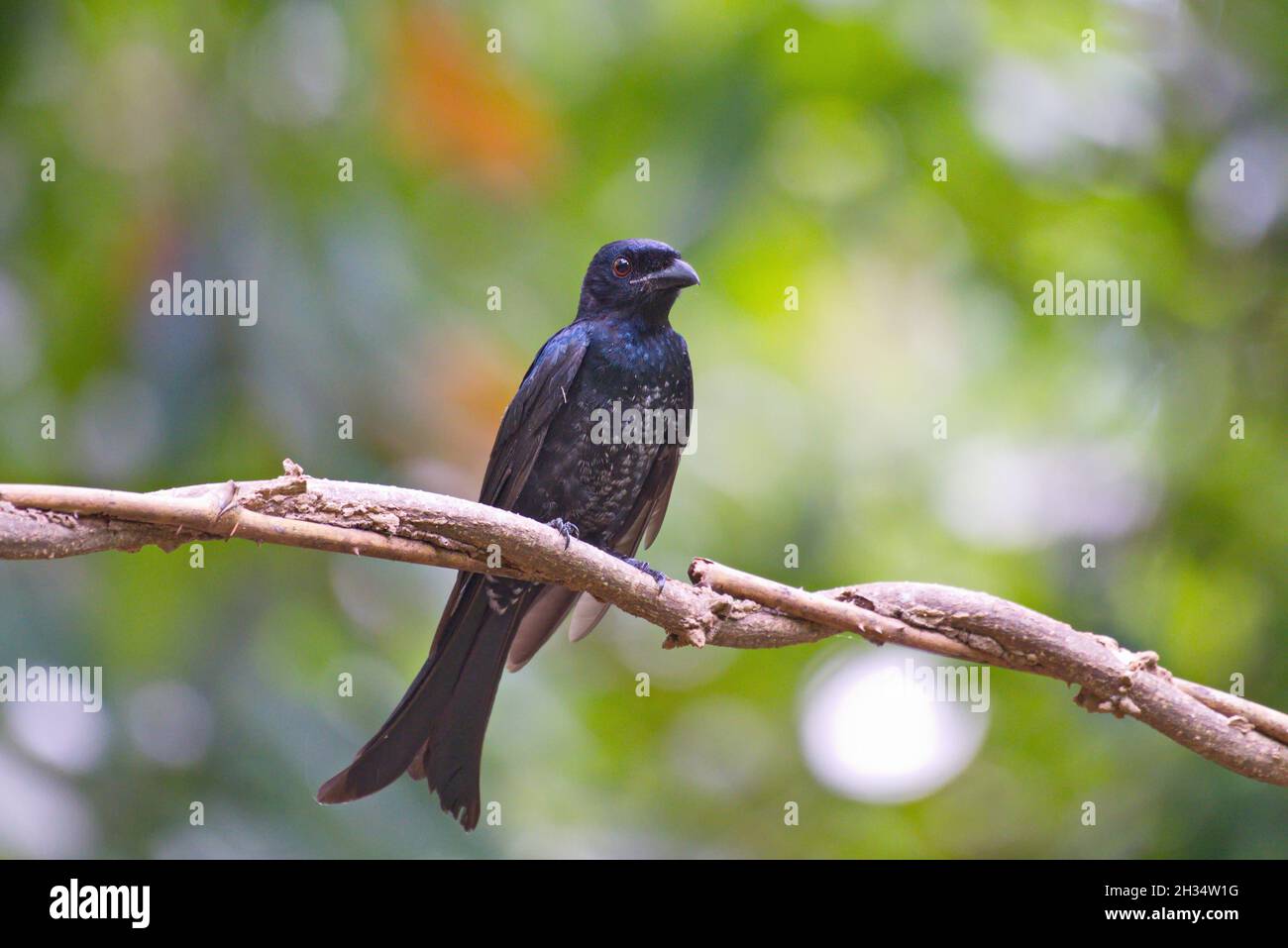 beautiful Drongo Birds Stock Photo - Alamy
