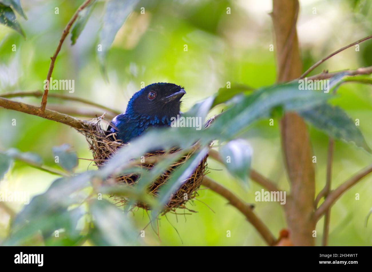 Drongo at nest hi-res stock photography and images - Alamy
