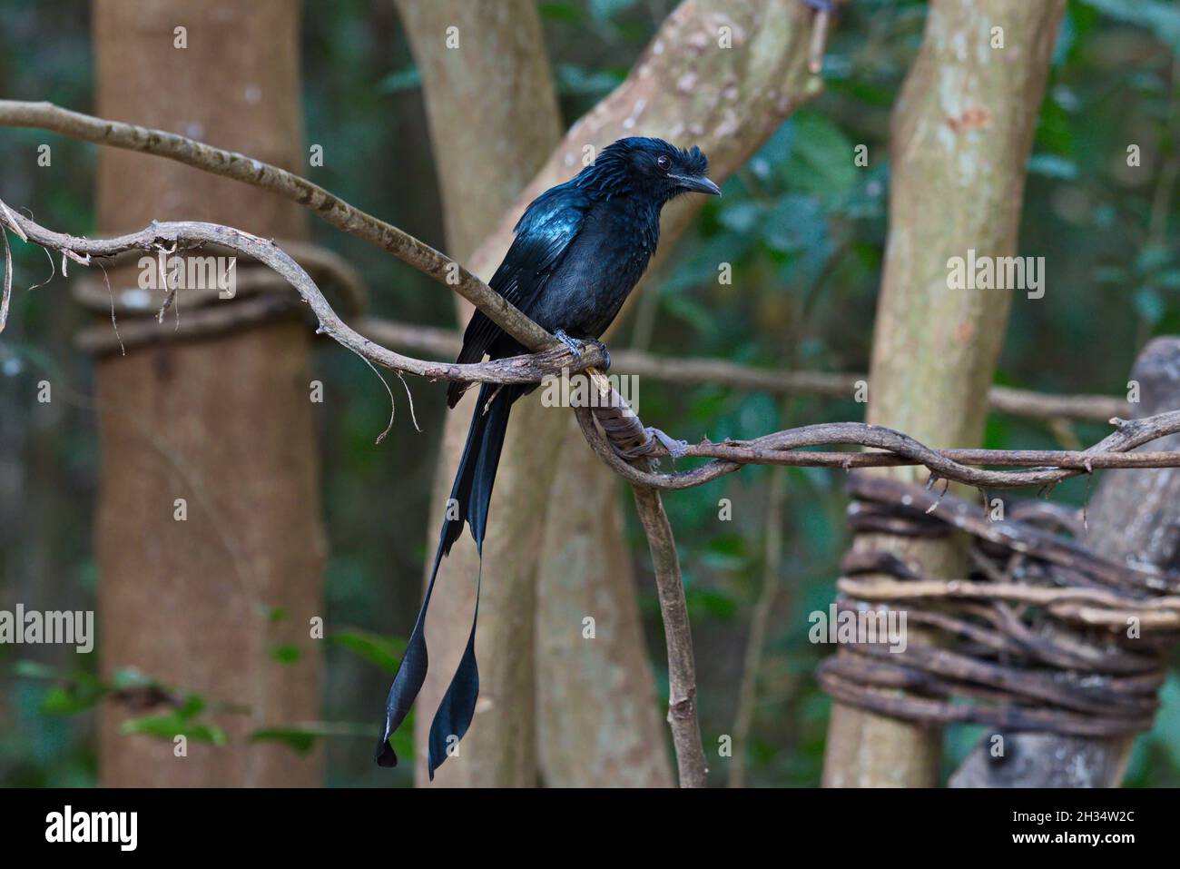 Drongo at nest hi-res stock photography and images - Alamy