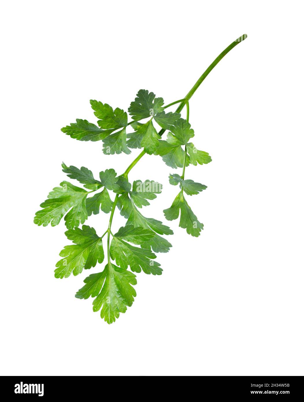 Parsley leaf isolated on white background. Fresh organic parsley herb ...