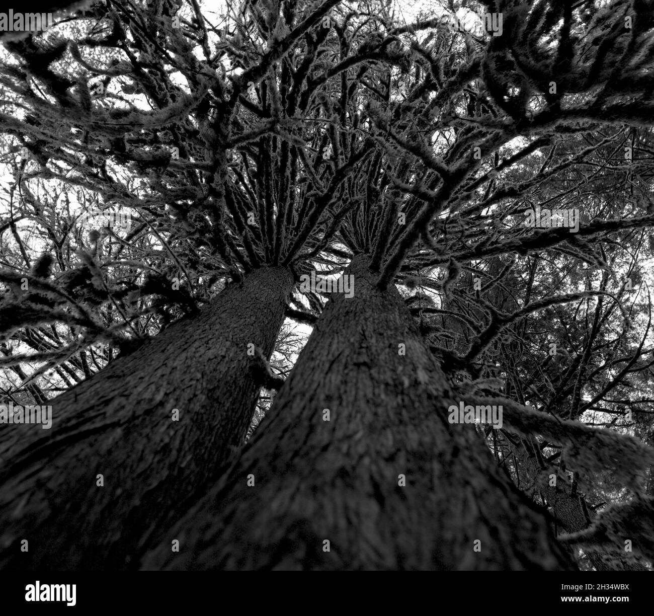 Tree shots Black and White Stock Photos & Images - Alamy