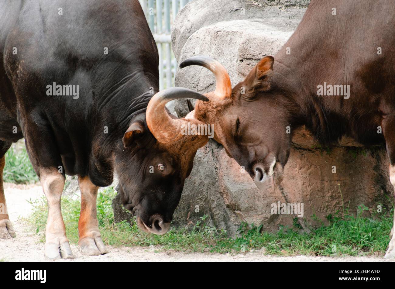 Strong gaurs fighting with their horns Stock Photo - Alamy